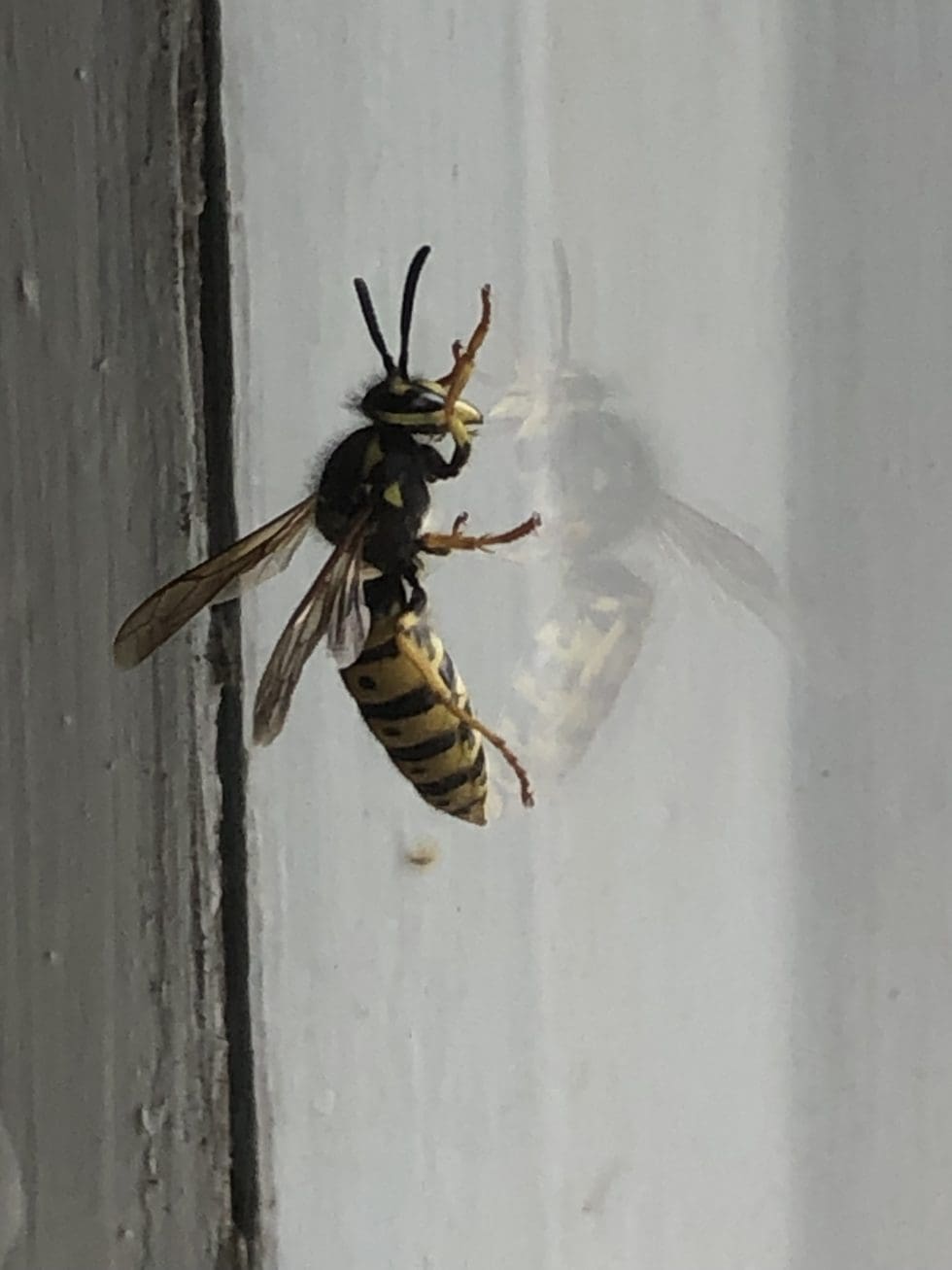 European Wasp Queen Found In Camden