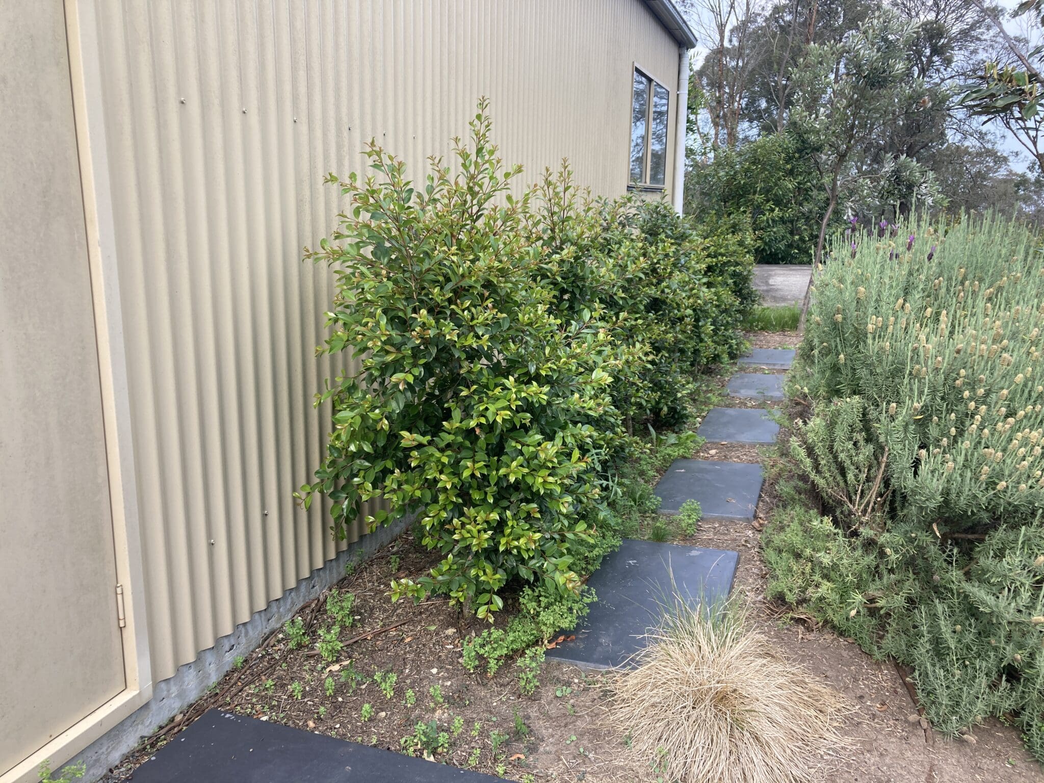 Lilli Pilli Hedge Recovers From Beetle Attack