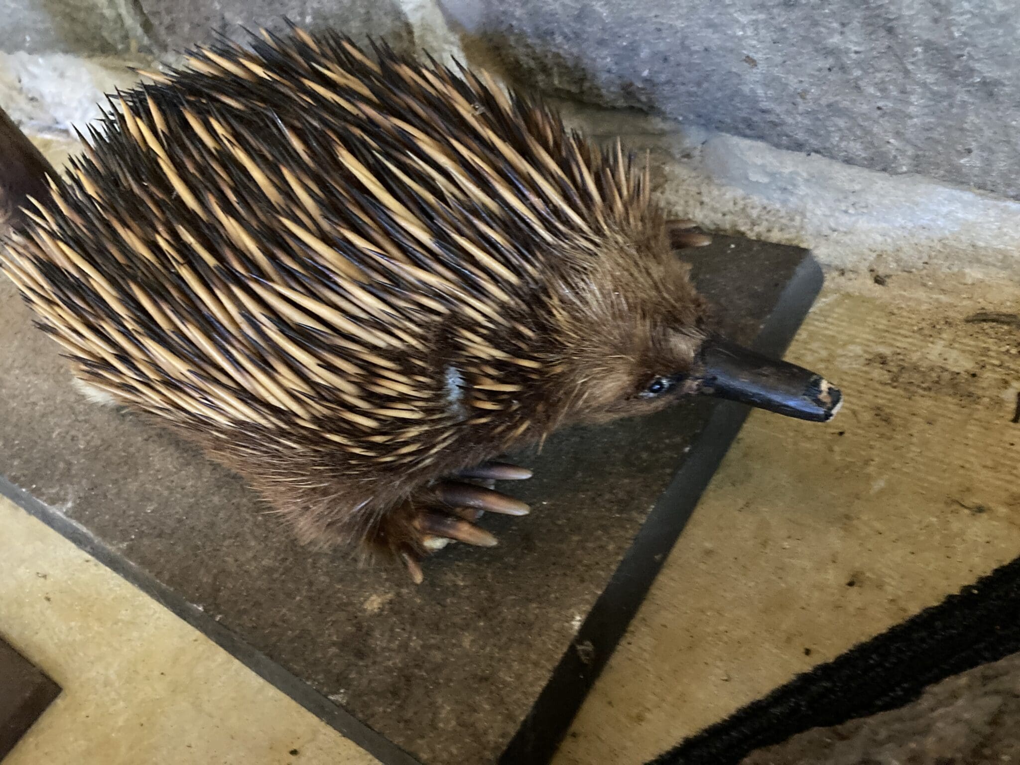 Echidna taxidermy mount damaged by rodents