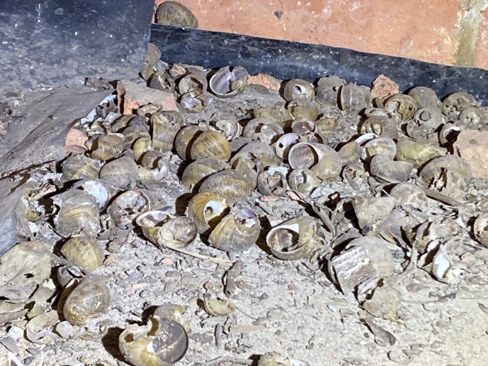 Rats eat snails as can be seen by this "midden"